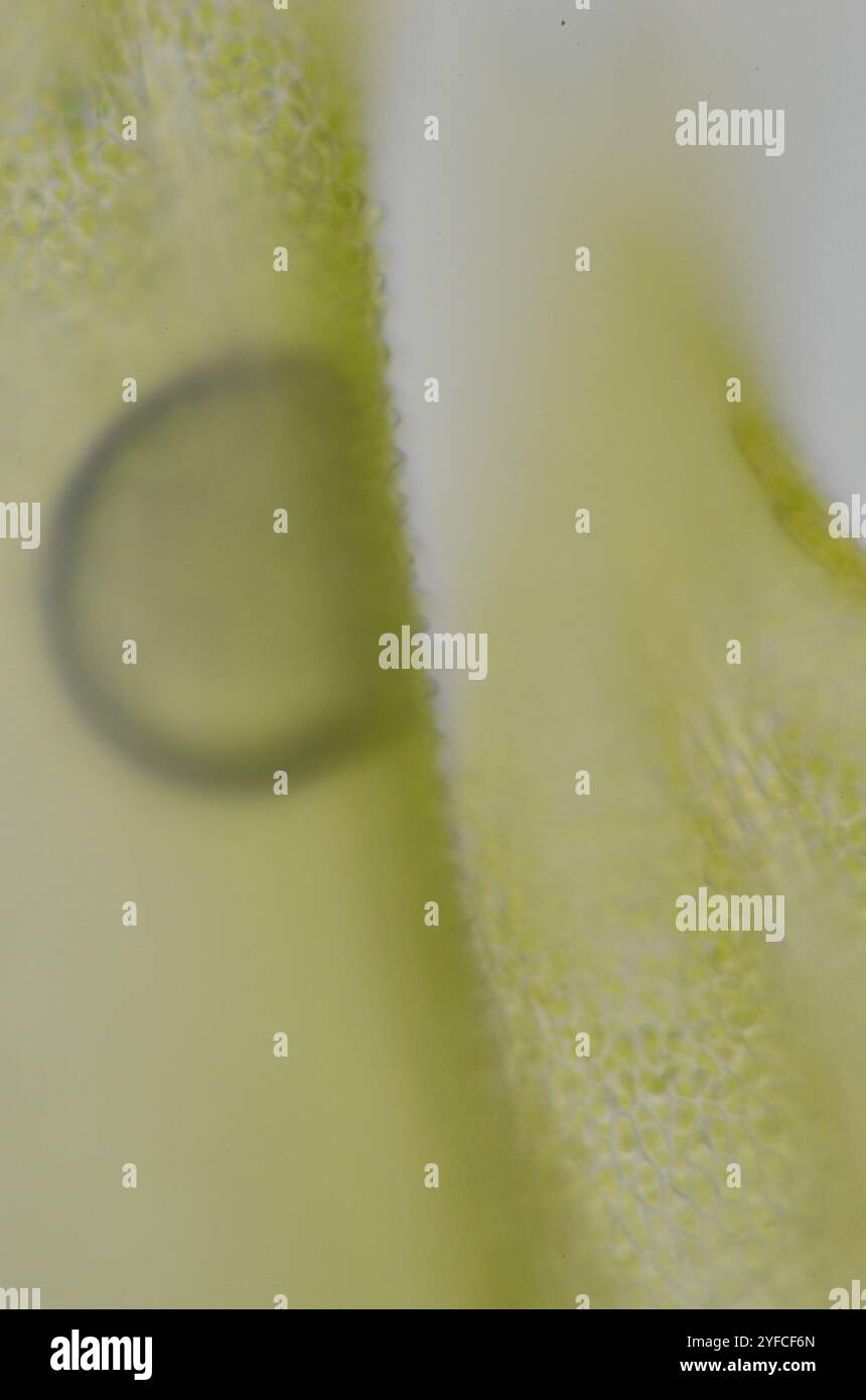 Whipple's claopodium moss (Claopodium whippleanum Stock Photo - Alamy