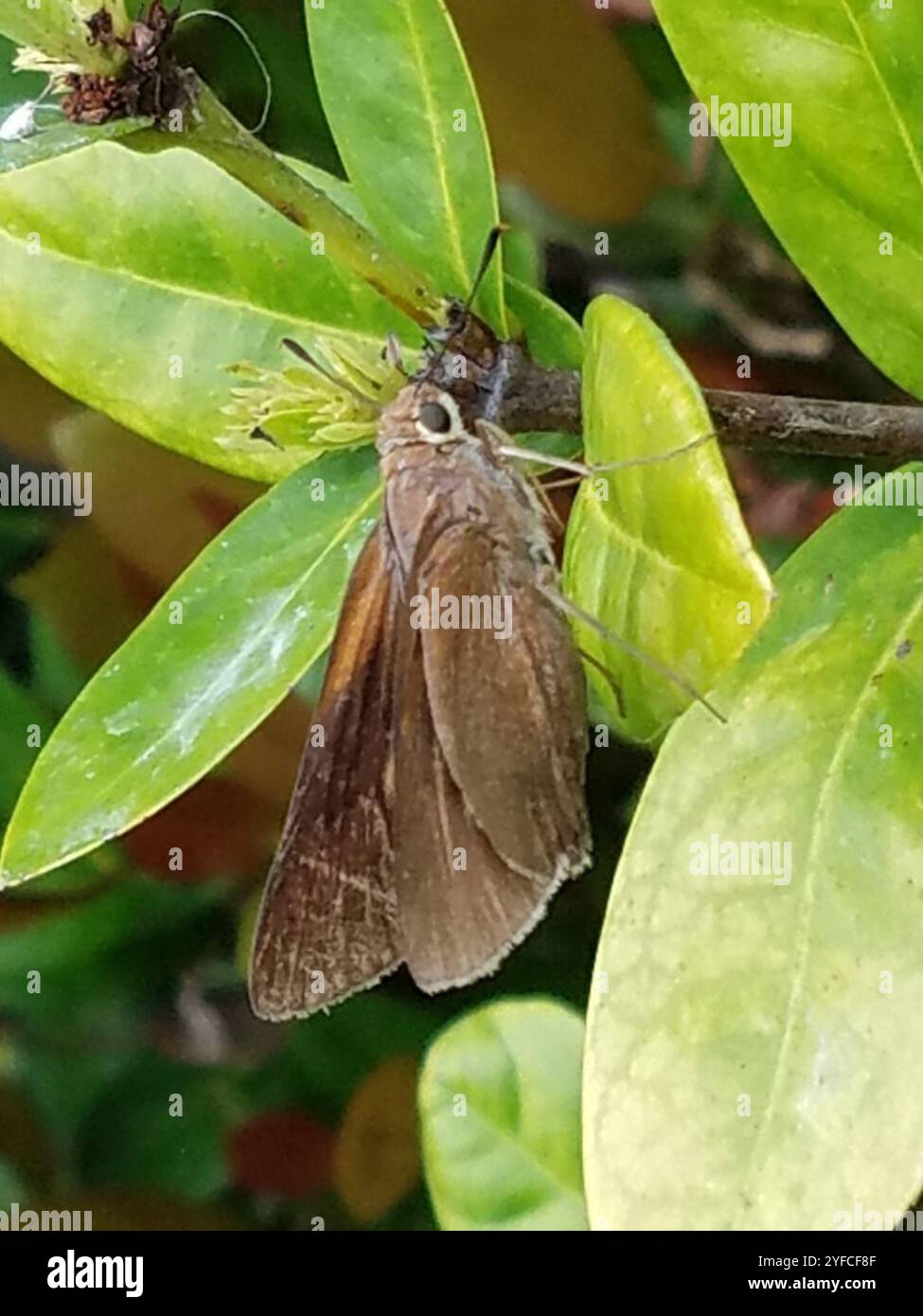 Monk Skipper (Choranthus capucinus Stock Photo - Alamy