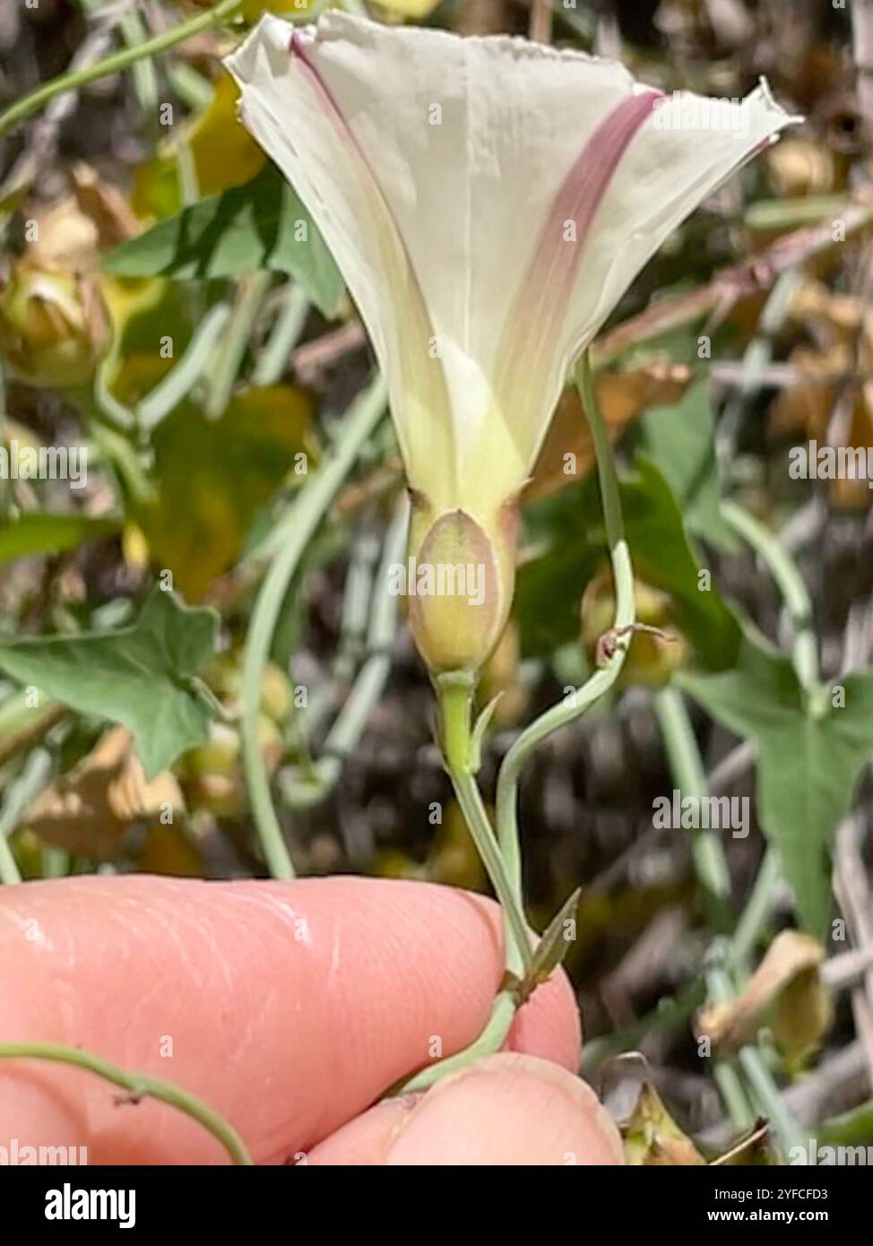 Pacific False Bindweed (Calystegia purpurata Stock Photo - Alamy