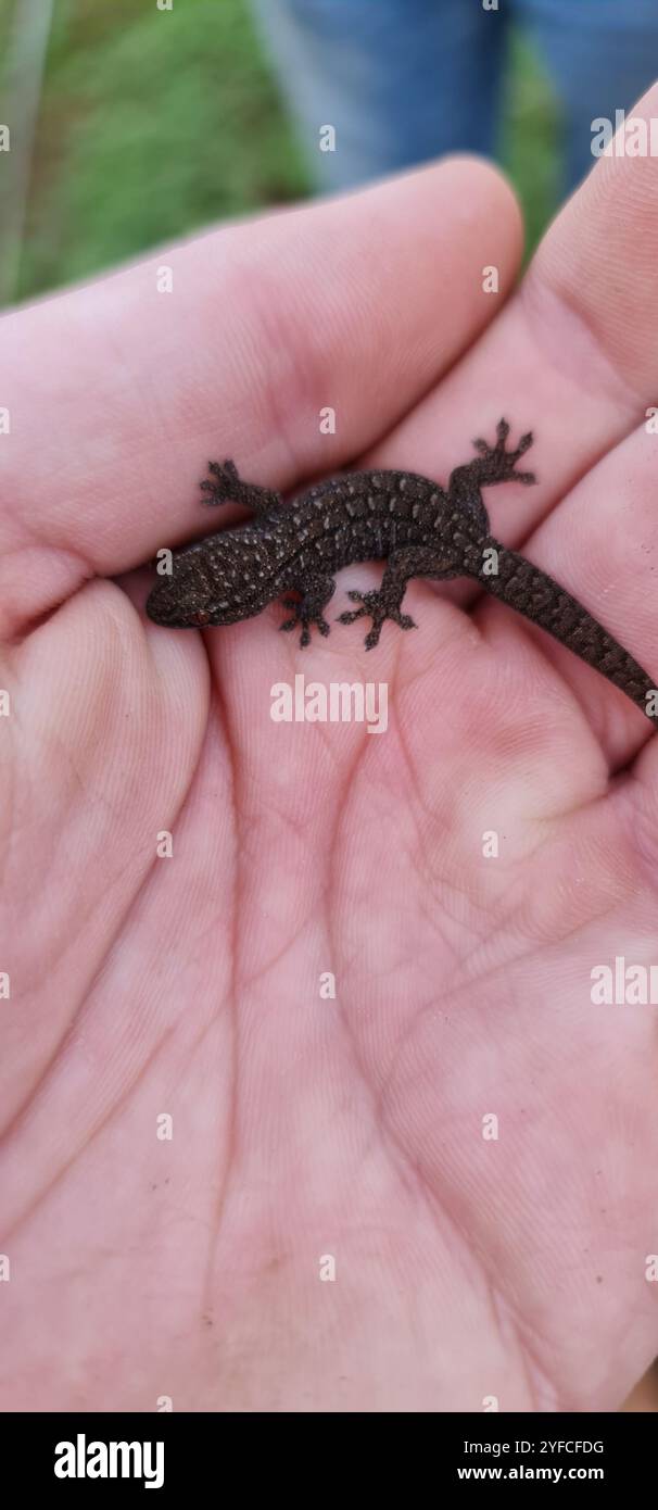 Eastern tree dtella (Gehyra versicolor Stock Photo - Alamy