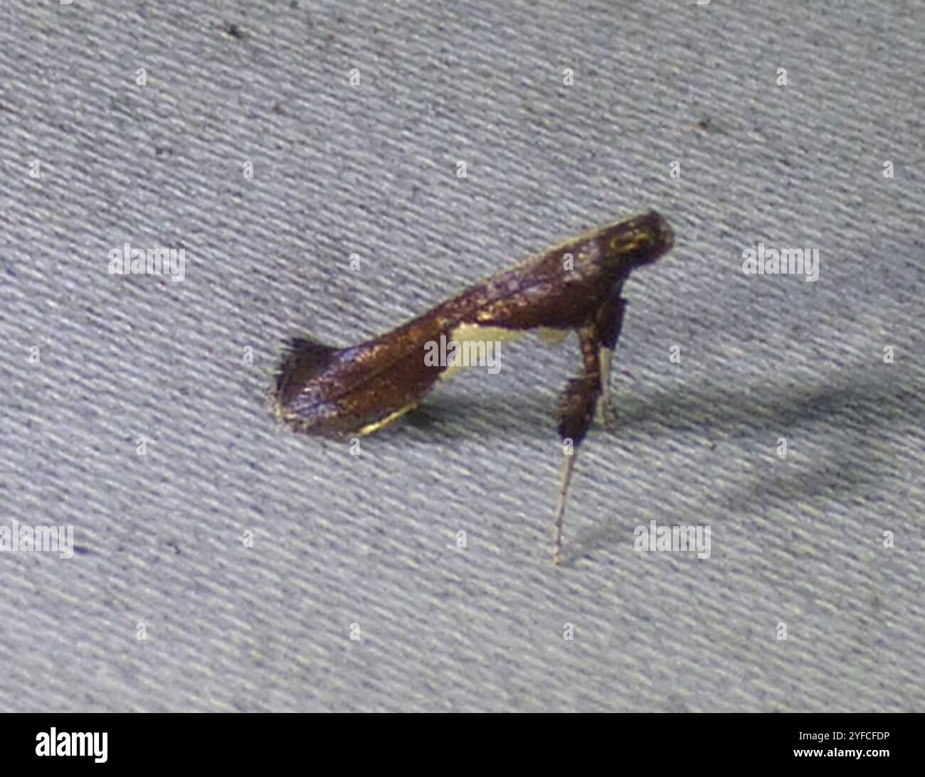 Willow Leafcone Caterpillar Moth (Caloptilia stigmatella Stock Photo ...