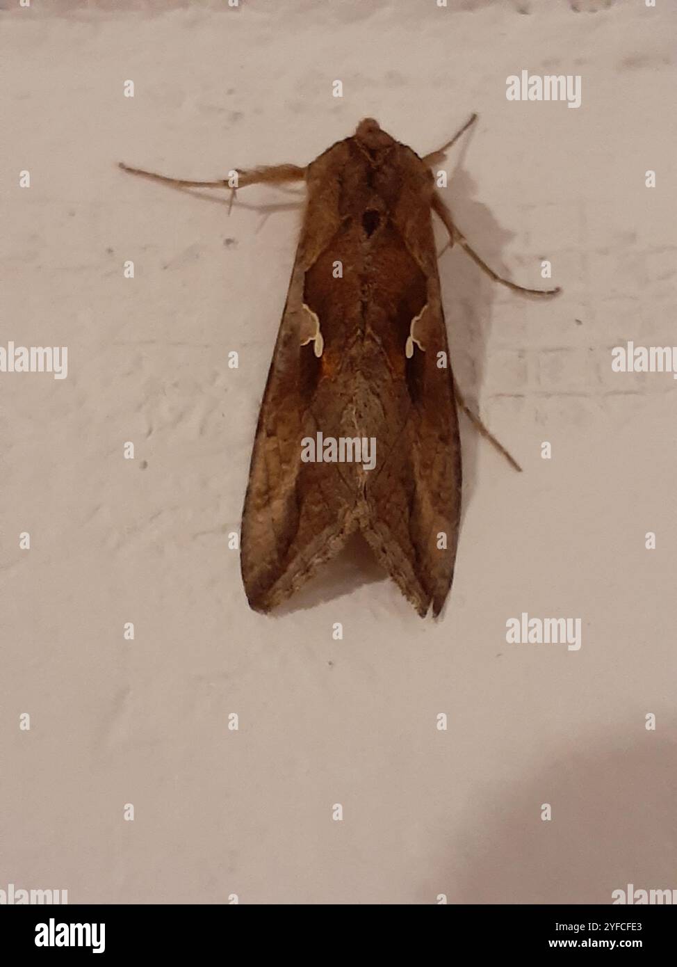 Plusiine Looper Moths (Plusiinae Stock Photo - Alamy