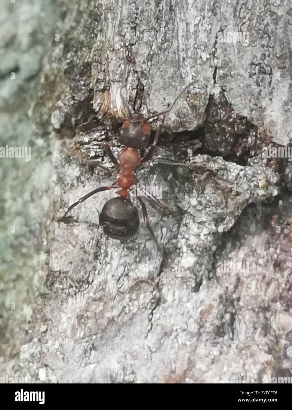 rufa-group Wood Ants (Formica rufa Stock Photo - Alamy