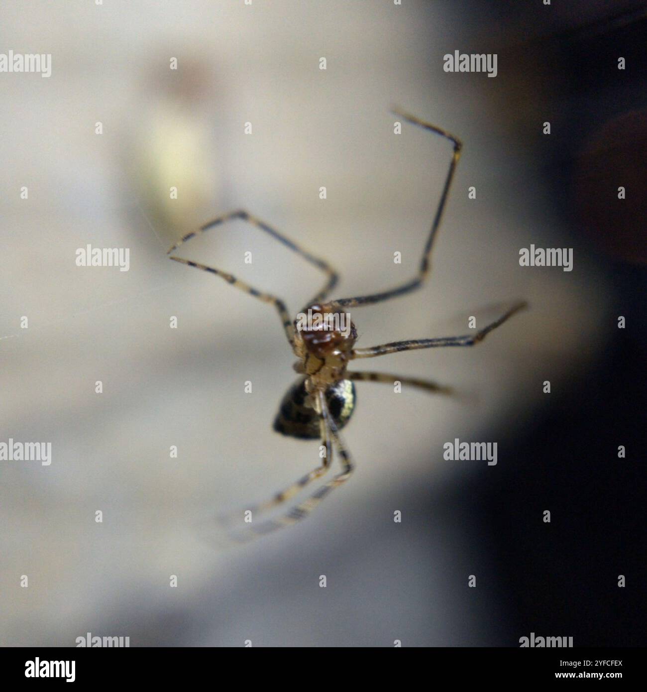 Comb-footed Spiders (Theridiidae Stock Photo - Alamy