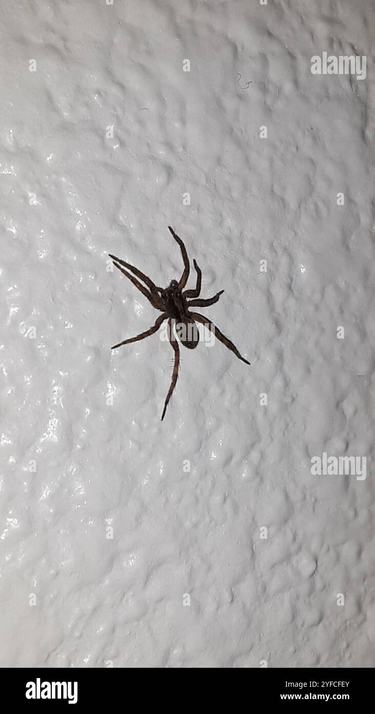 Typical Spiders (Araneomorphae Stock Photo - Alamy