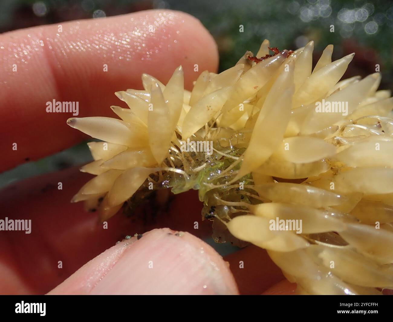 Frilled Dogwinkle (Nucella lamellosa Stock Photo - Alamy