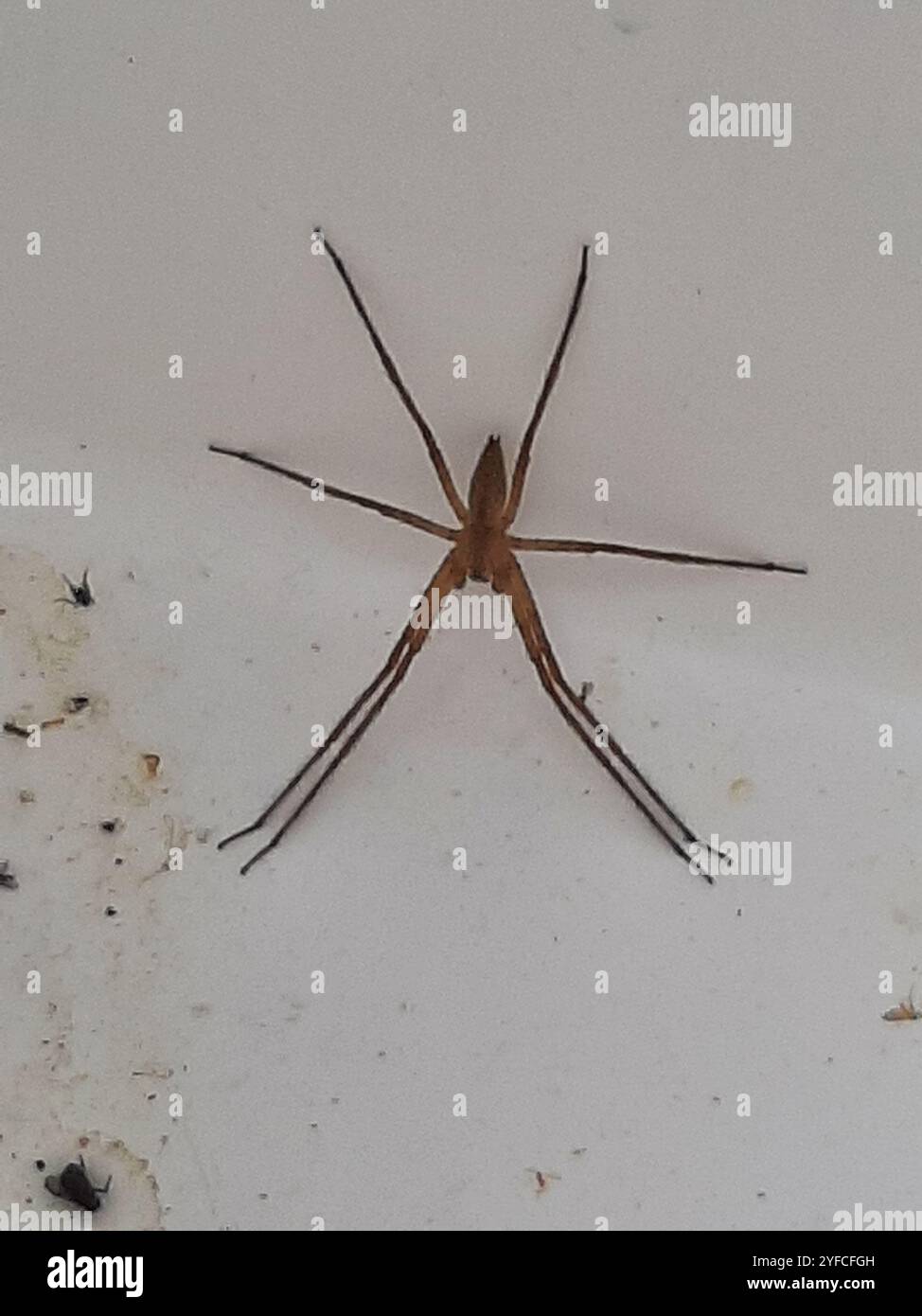 American Nursery Web Spider (Pisaurina mira Stock Photo - Alamy
