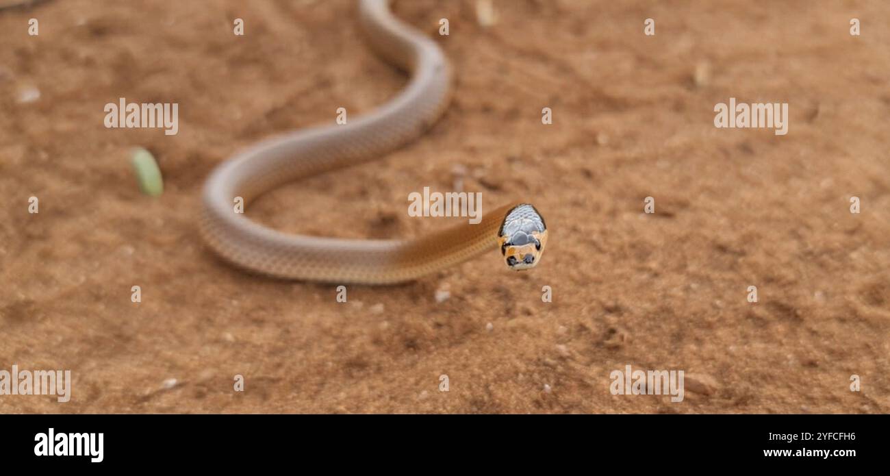 Spectacled Hooded Snake (Suta spectabilis Stock Photo - Alamy