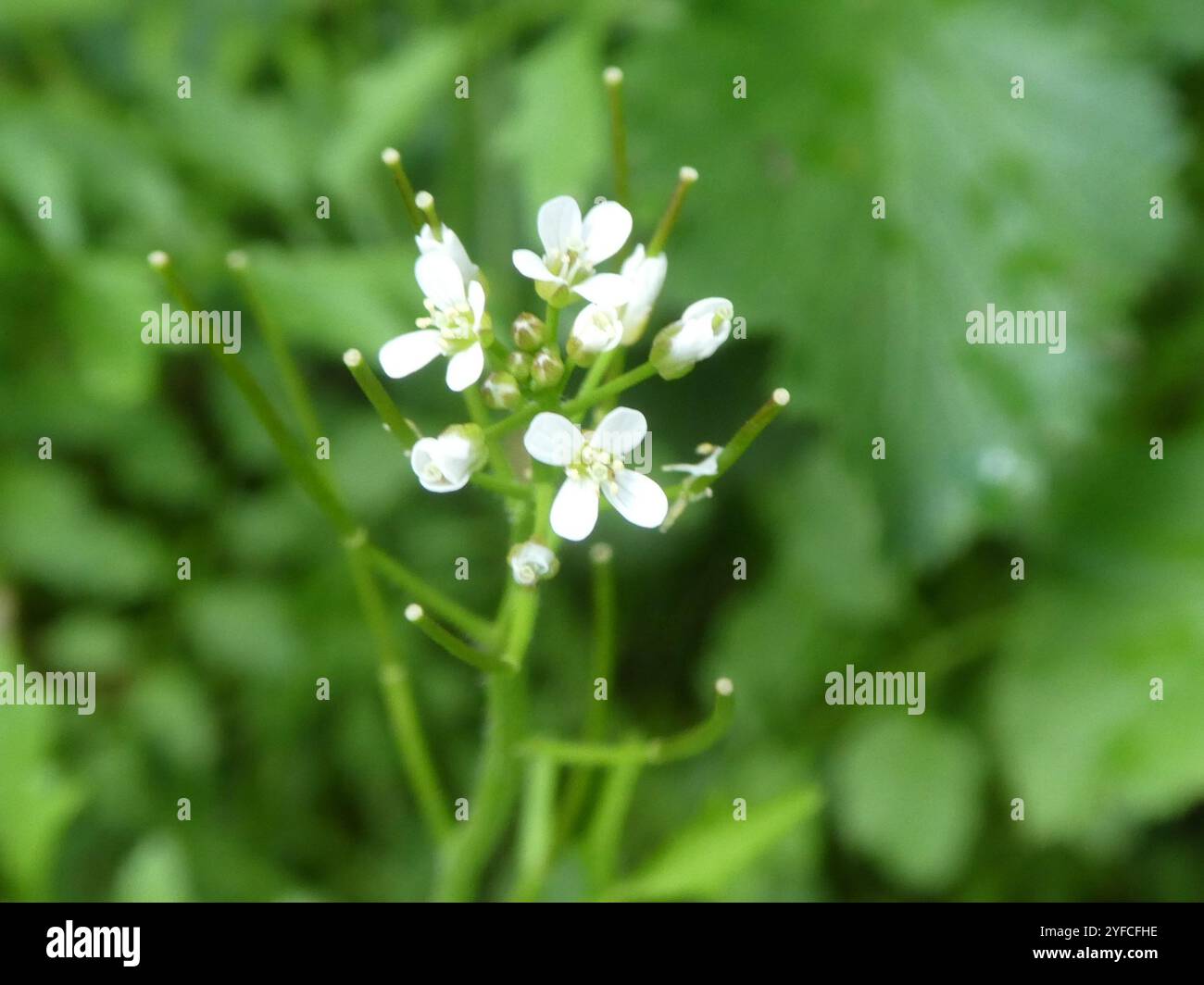 wavy bittercress (Cardamine flexuosa Stock Photo - Alamy