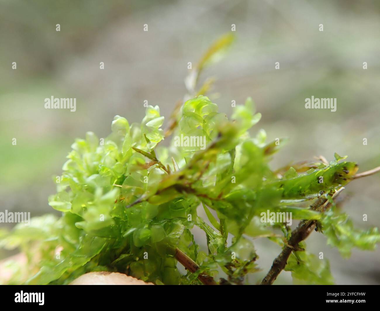 Water Earwort (Scapania undulata Stock Photo - Alamy