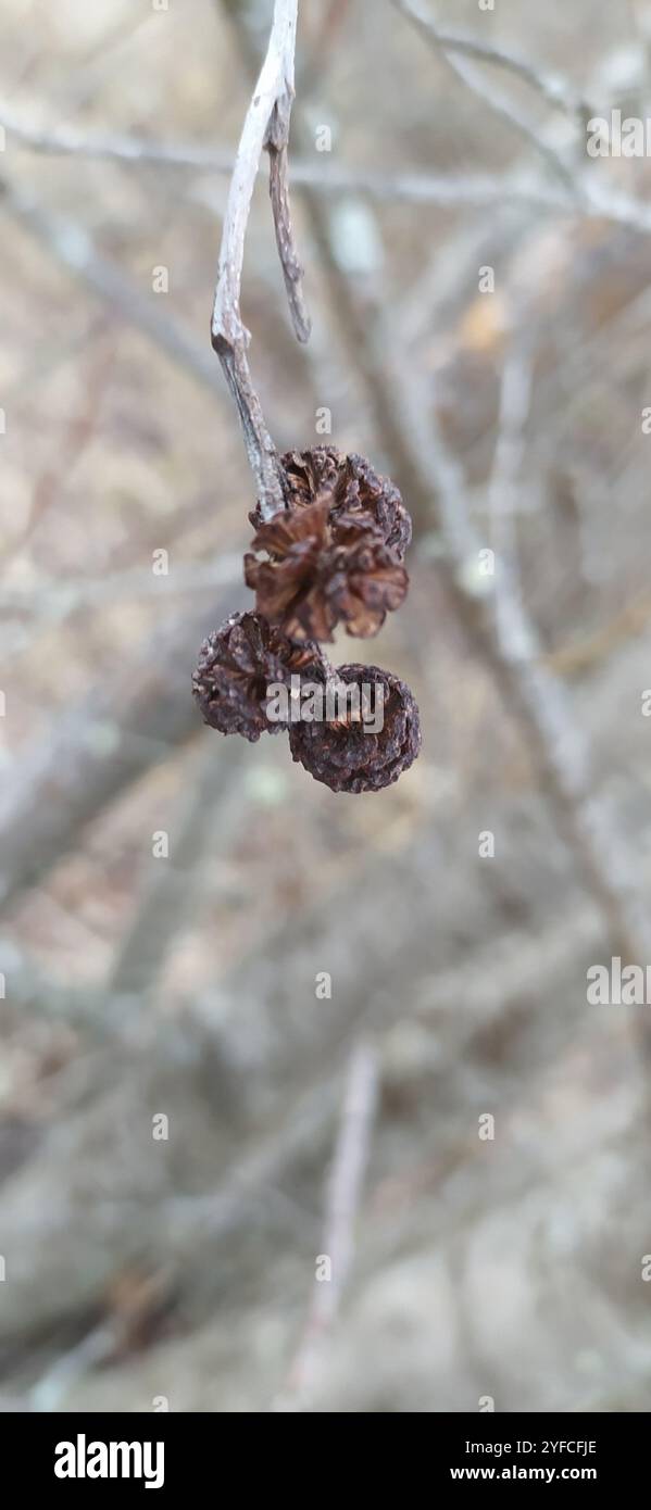 grey alder (Alnus incana Stock Photo - Alamy