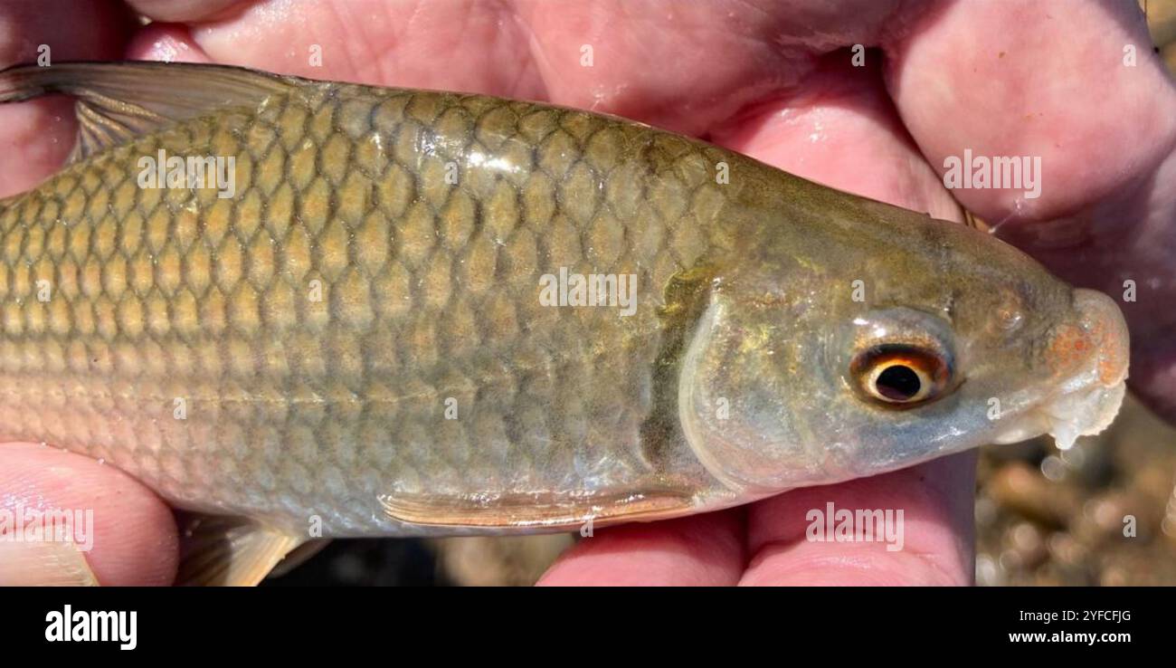 Red-nose Mud-fish (Labeo rosae Stock Photo - Alamy