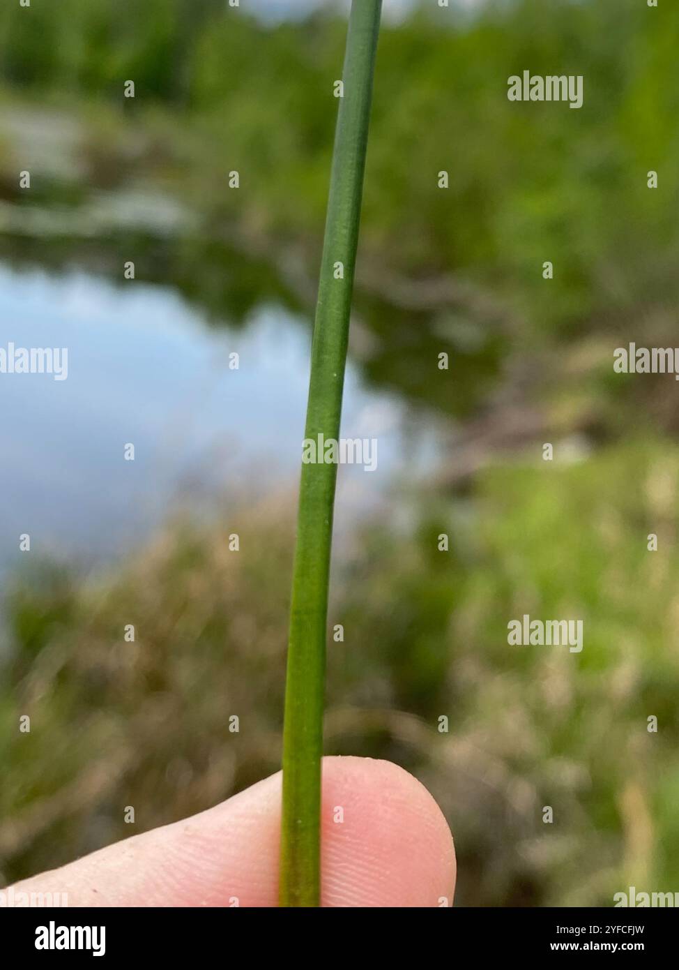 Redpod Rush (Juncus trigonocarpus Stock Photo - Alamy