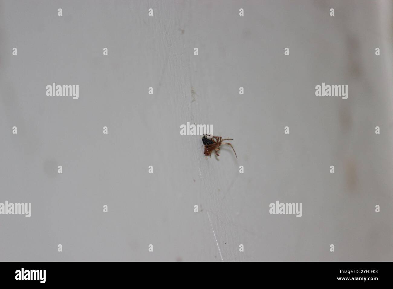 Nesticodes rufipes hi-res stock photography and images - Alamy
