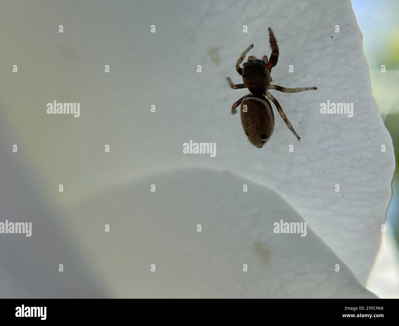 Buttonhook Leafbeetle Jumping Spider (Sassacus vitis Stock Photo - Alamy