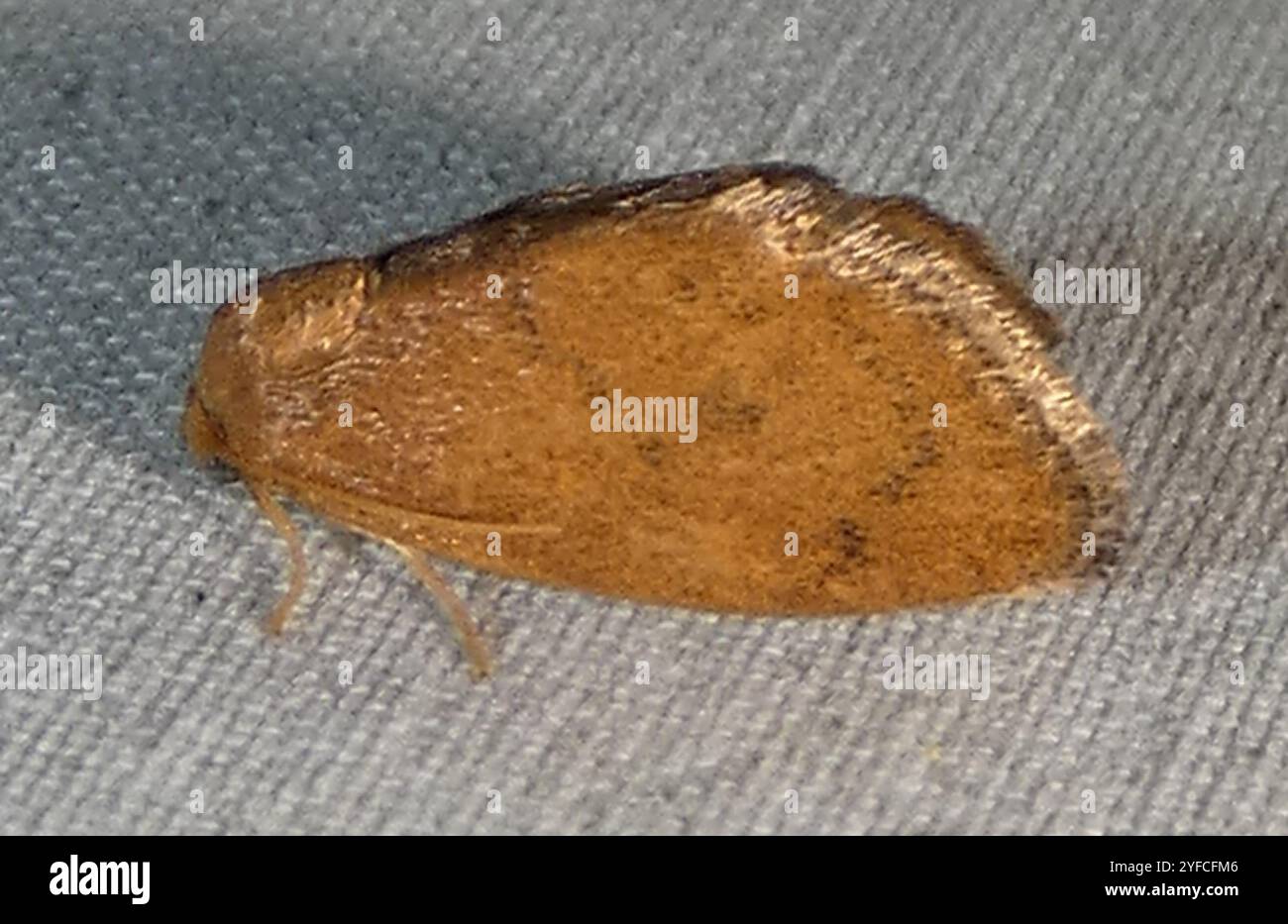 Red-eyed Button Slug Moth (Heterogenea shurtleffi Stock Photo - Alamy