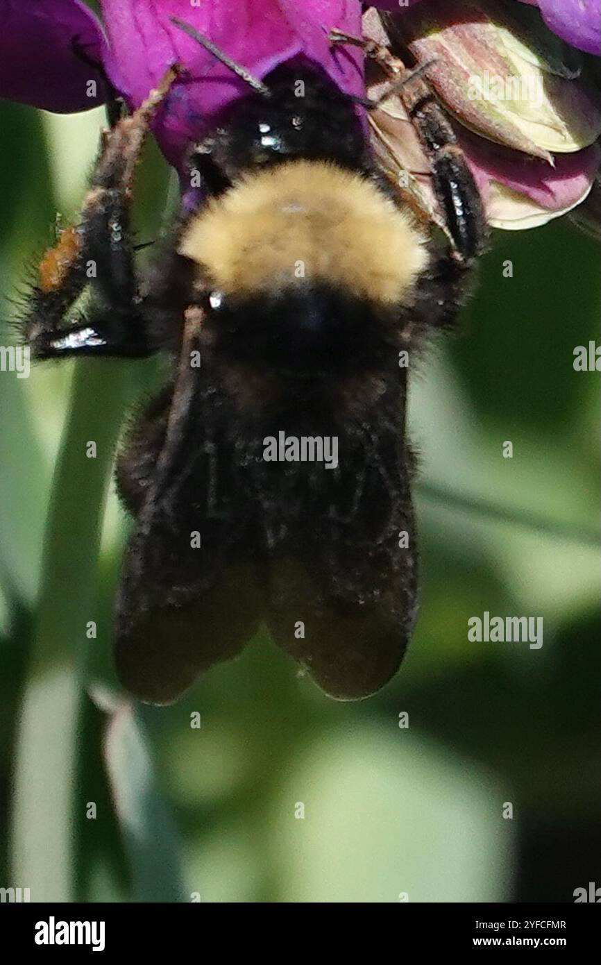 California Bumble Bee (Bombus californicus Stock Photo - Alamy