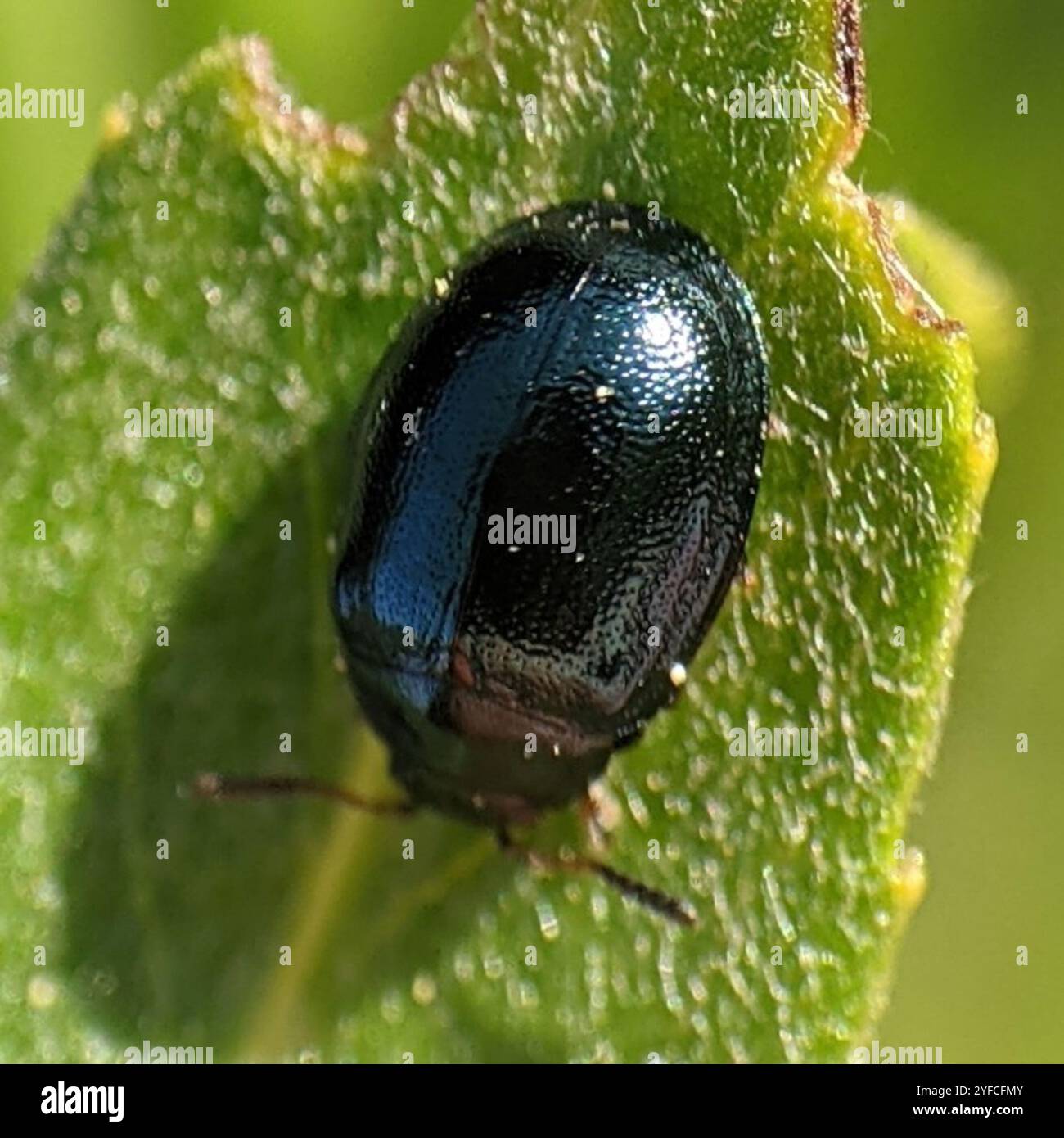 Willow Leaf Beetle (Plagiodera versicolora Stock Photo - Alamy