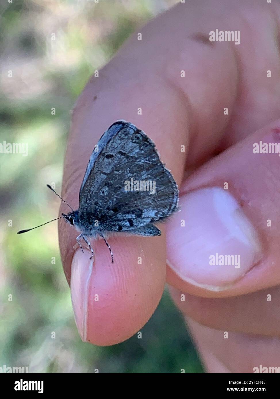 Northern Azure (Celastrina lucia Stock Photo - Alamy