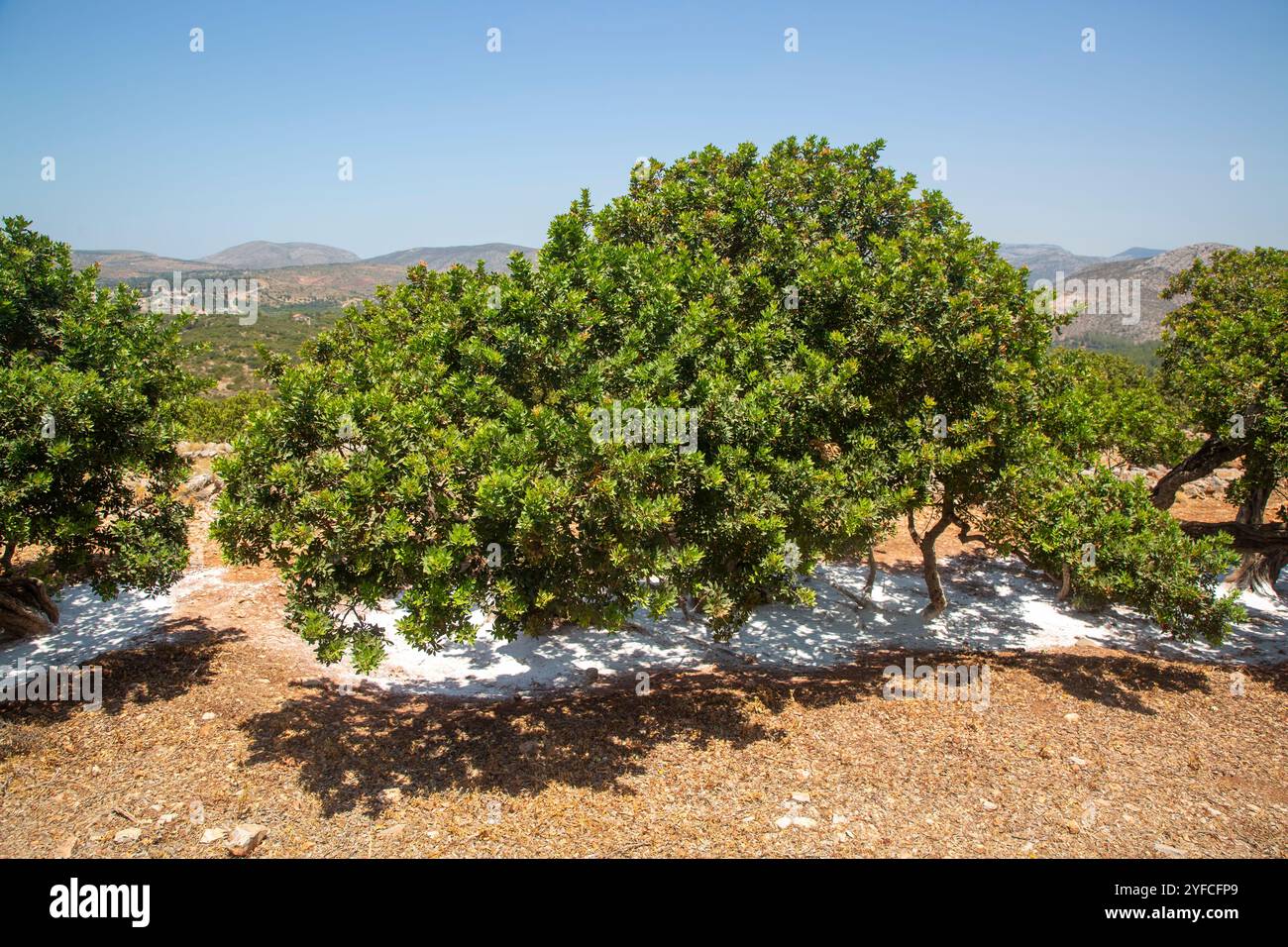 Mastic gum resin flows from the mastic tree. Chios island - Greece ...