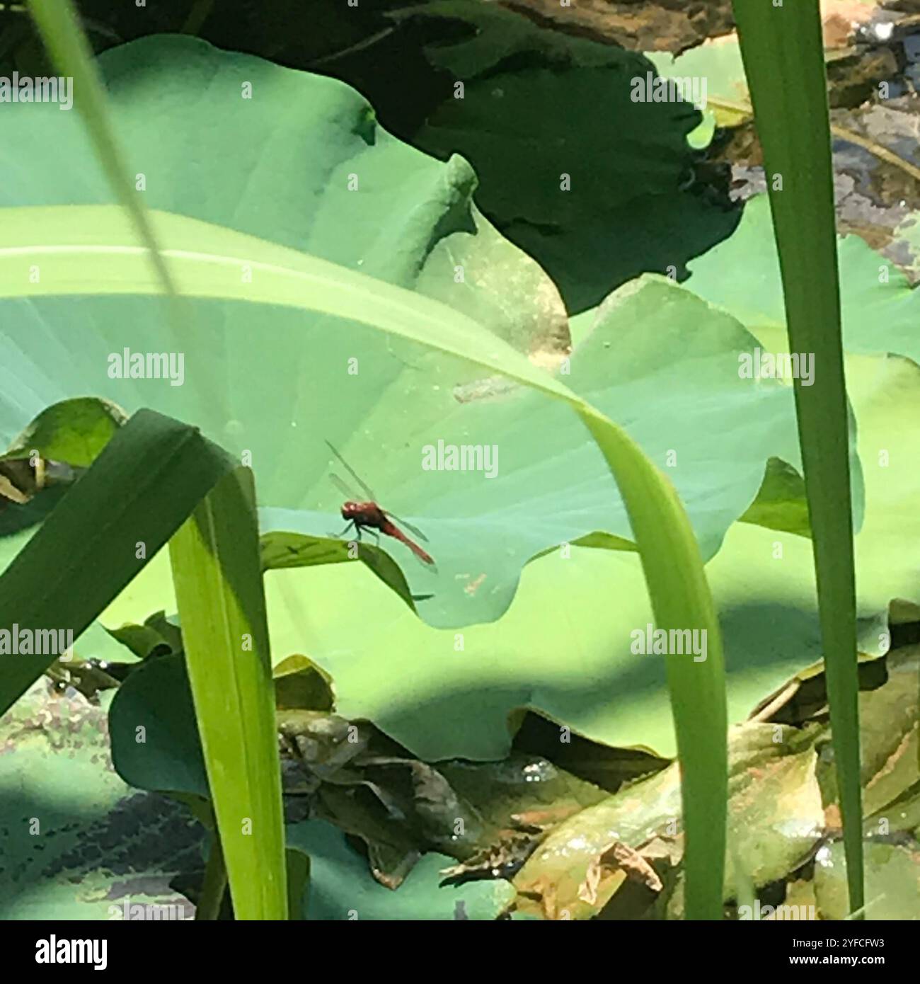 Scarlet Skimmer (Crocothemis servilia Stock Photo - Alamy