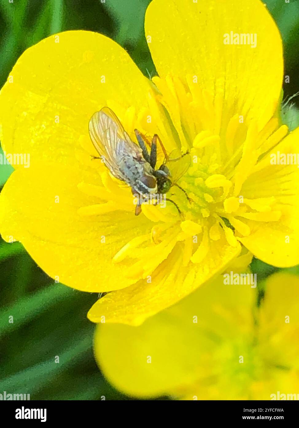 Common Tiger Fly (Coenosia tigrina Stock Photo - Alamy