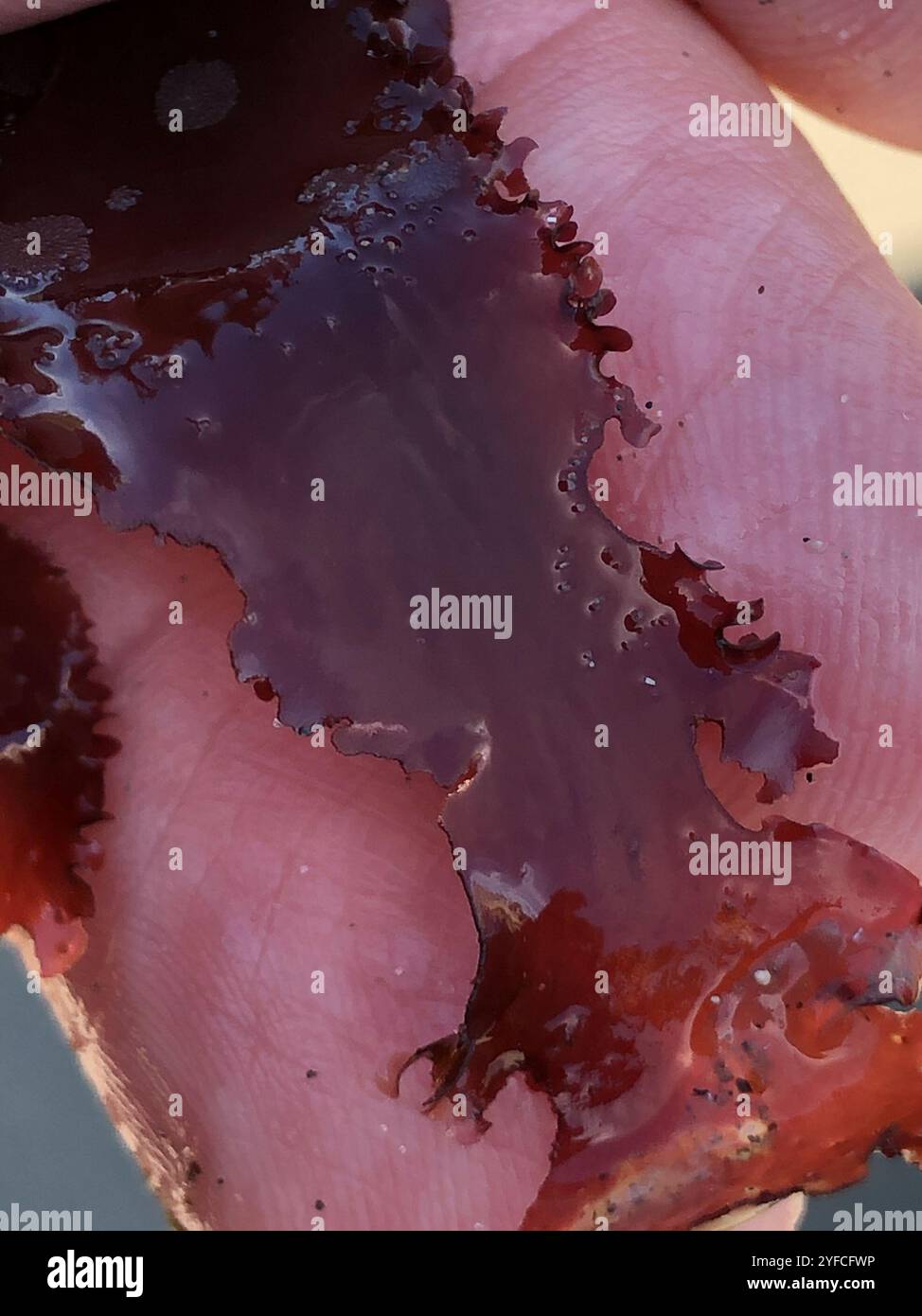 Grape Tongue (Cryptopleura ruprechtiana Stock Photo - Alamy