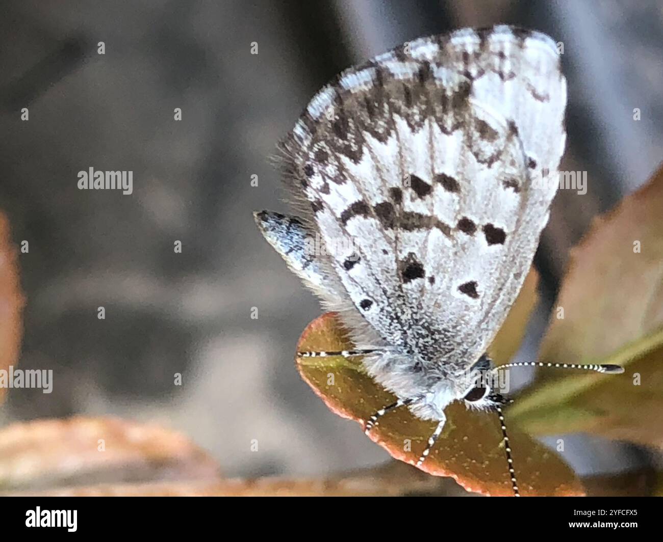 Northern Azure (Celastrina lucia Stock Photo - Alamy