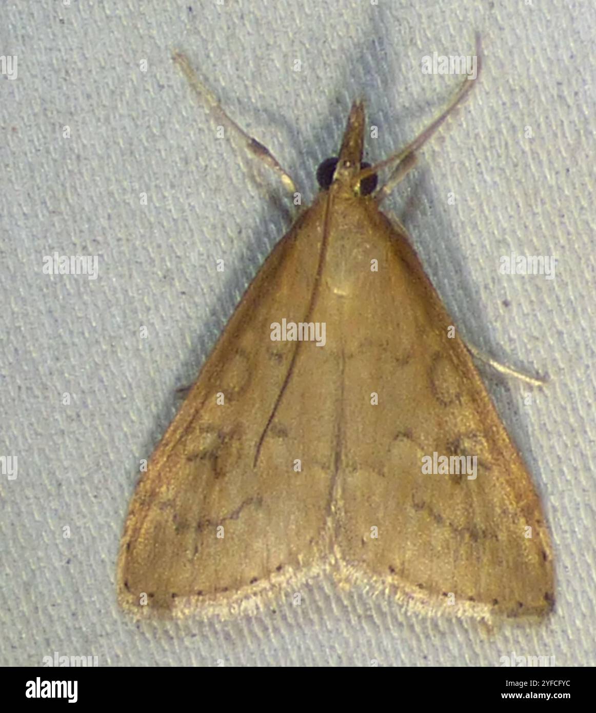Celery Leaftier Moth (Udea rubigalis Stock Photo - Alamy