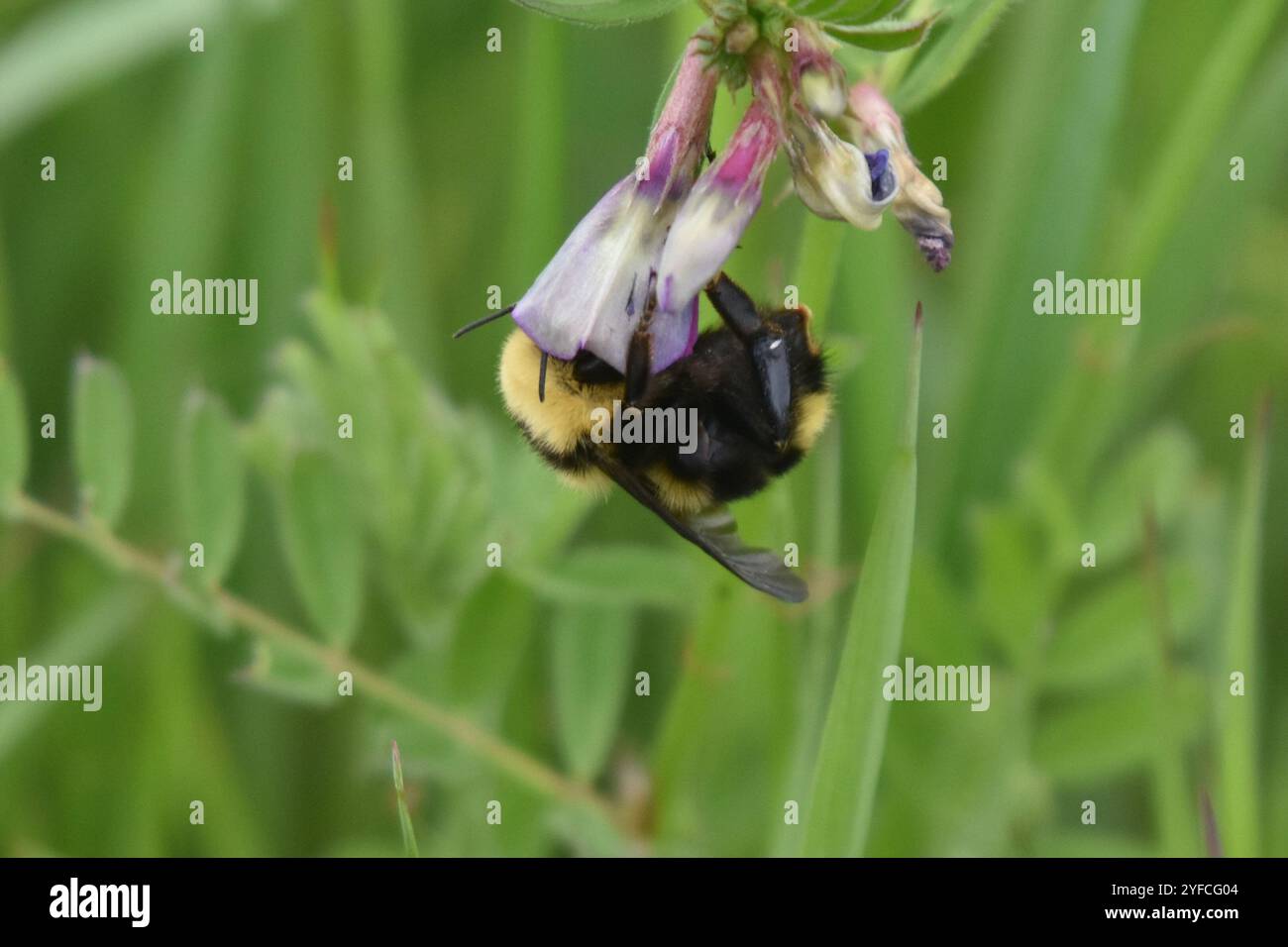 California Bumble Bee (Bombus californicus Stock Photo - Alamy