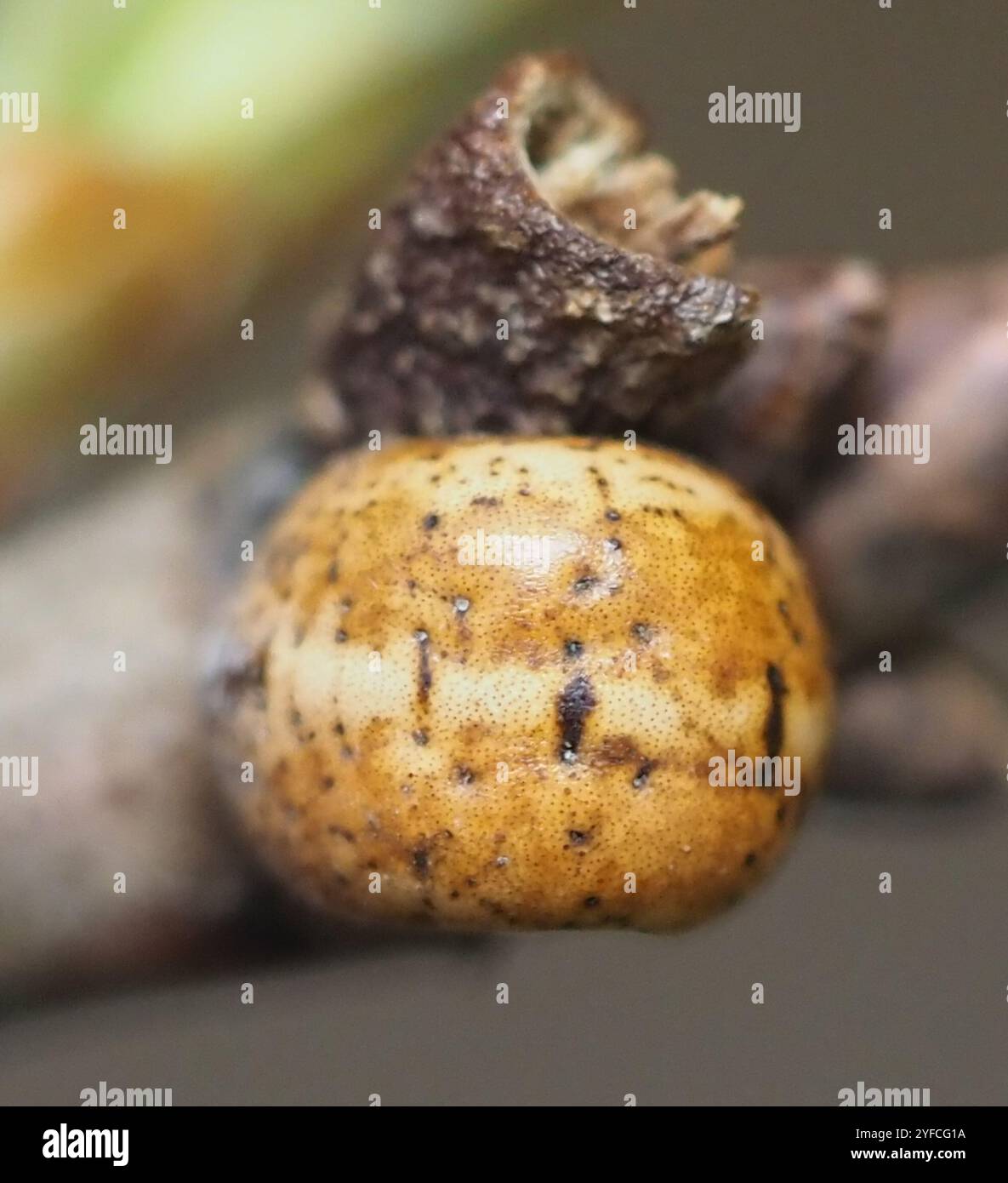 Northern Red Oak Kermes (Allokermes kingii Stock Photo - Alamy