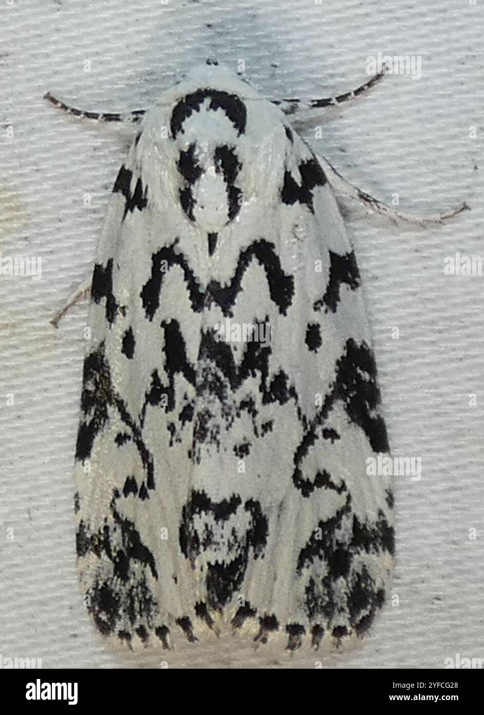 Hebrew Moth (Polygrammate hebraeicum Stock Photo - Alamy