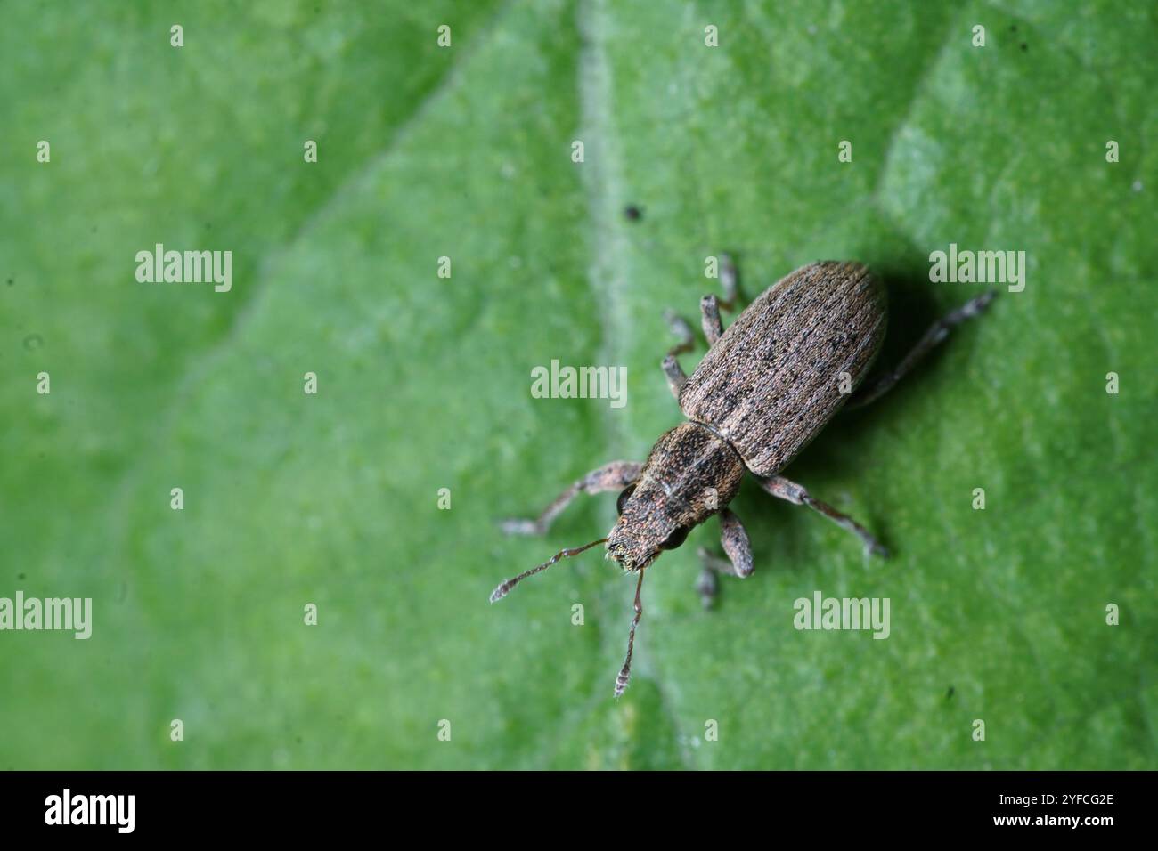 Sitona lineatus hi-res stock photography and images - Alamy