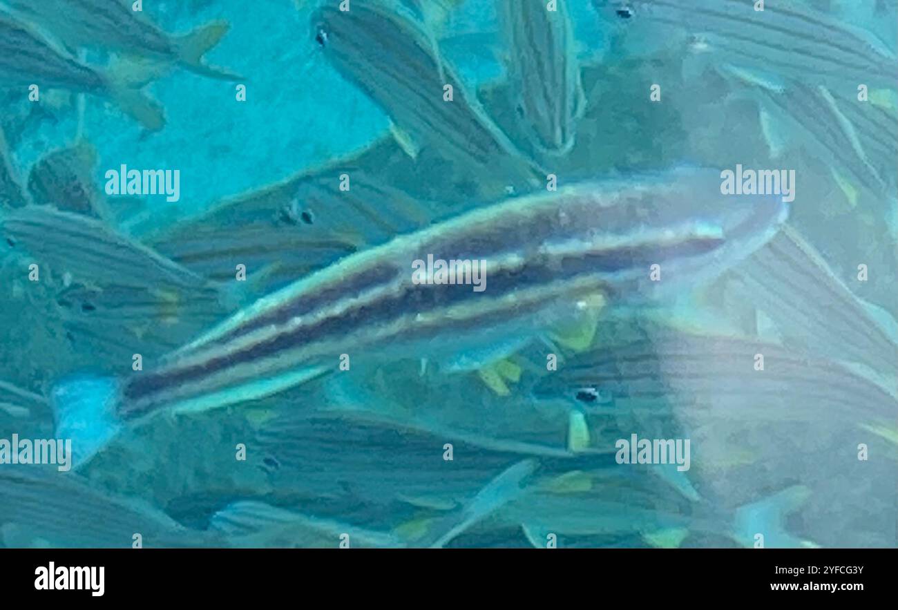 Scarus iseri hi-res stock photography and images - Alamy