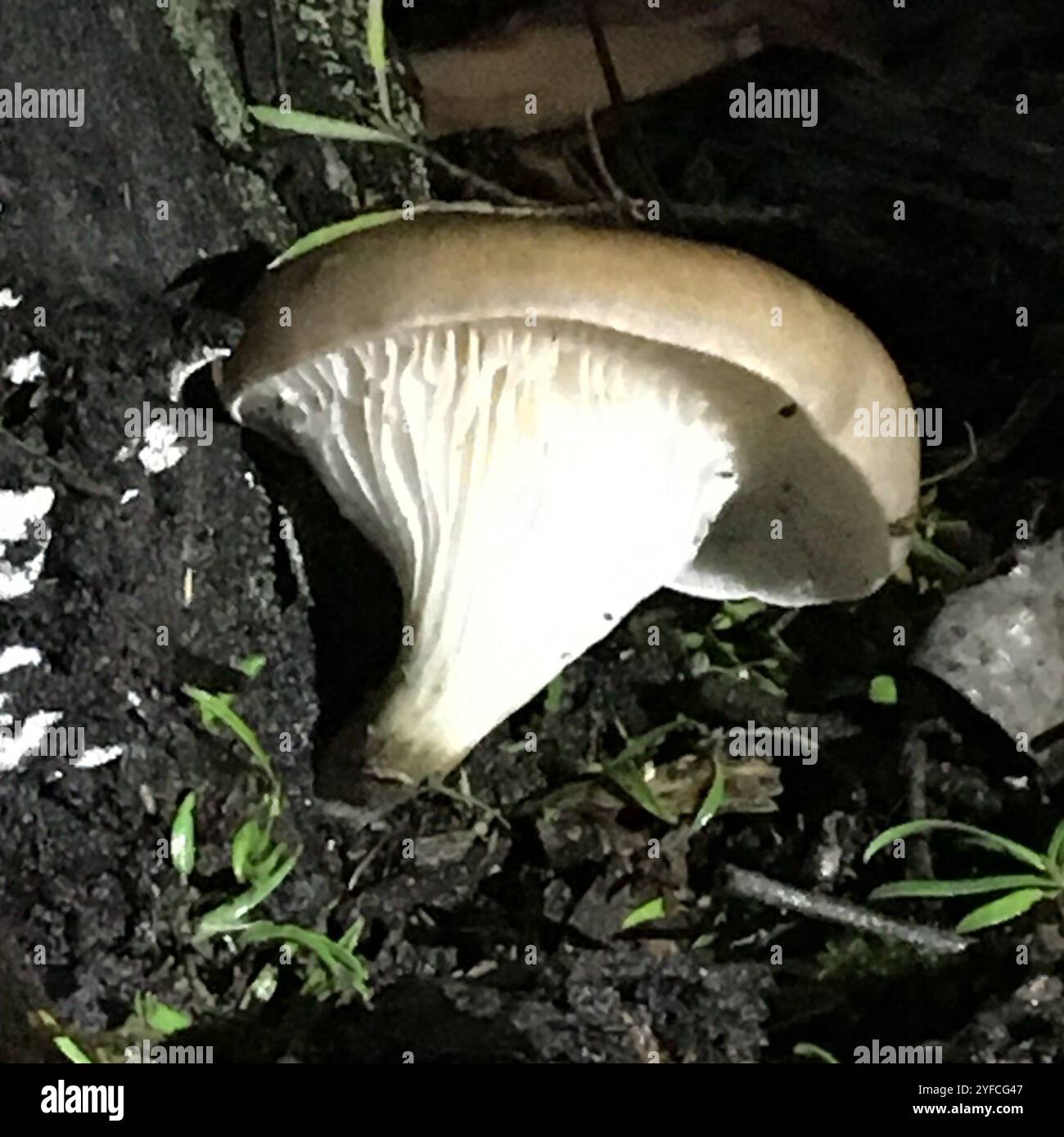 ghost fungus (Omphalotus nidiformis Stock Photo - Alamy