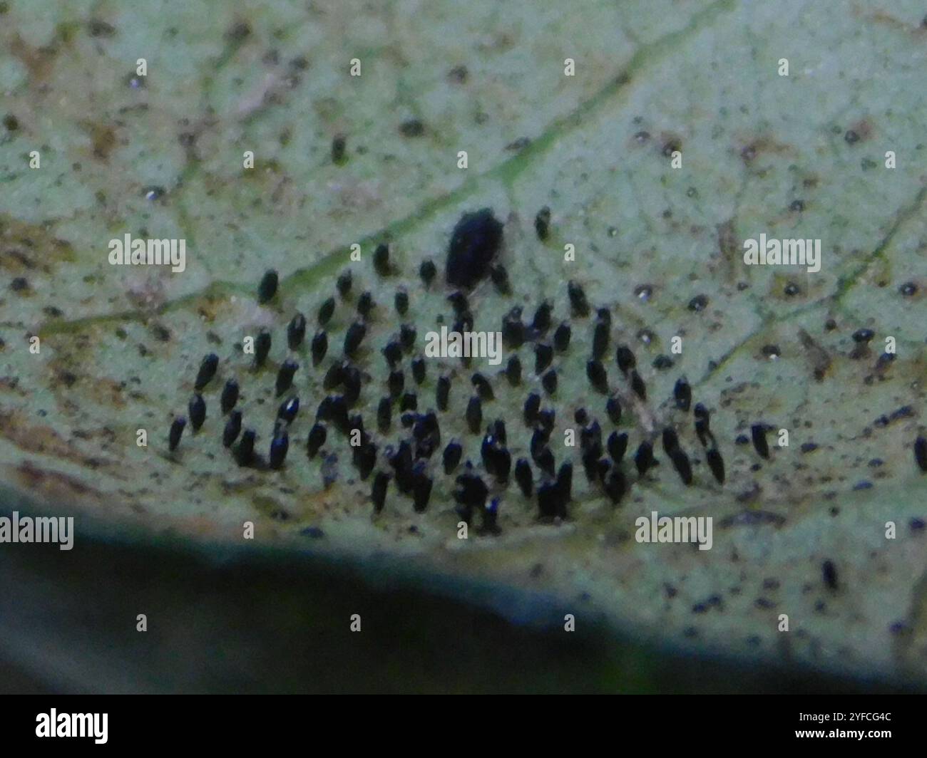 Lace Bugs (Tingidae Stock Photo - Alamy