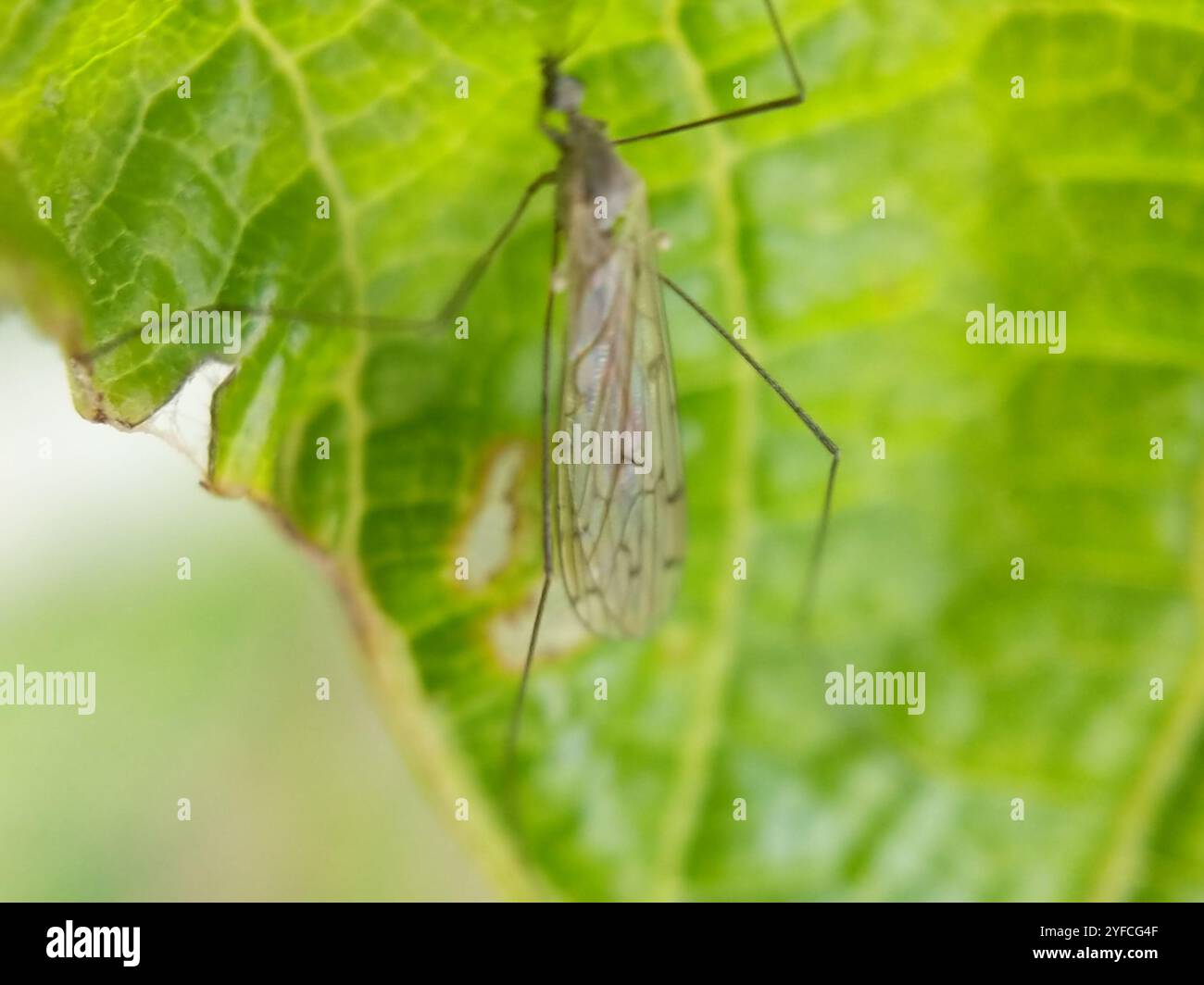 Typical Crane Flies (Tipuloidea Stock Photo - Alamy