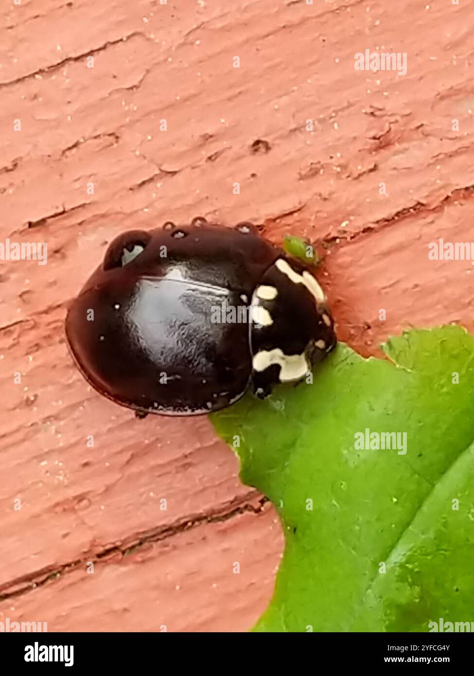 Fifteen-spotted Lady Beetle (Anatis labiculata Stock Photo - Alamy