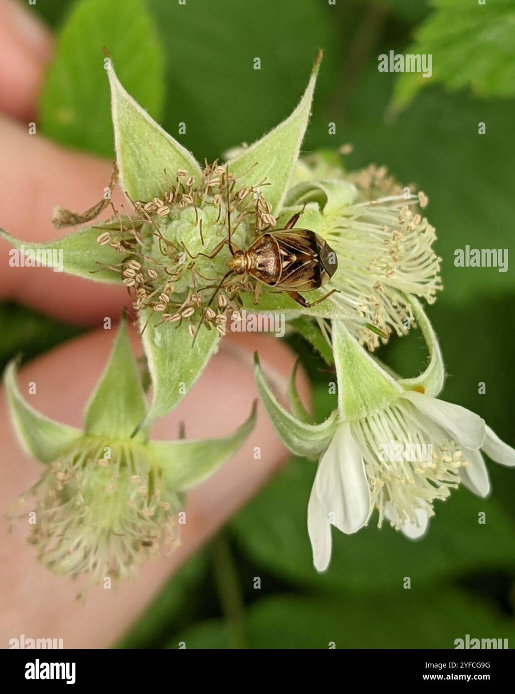 North American Tarnished Plant Bug (Lygus lineolaris Stock Photo - Alamy