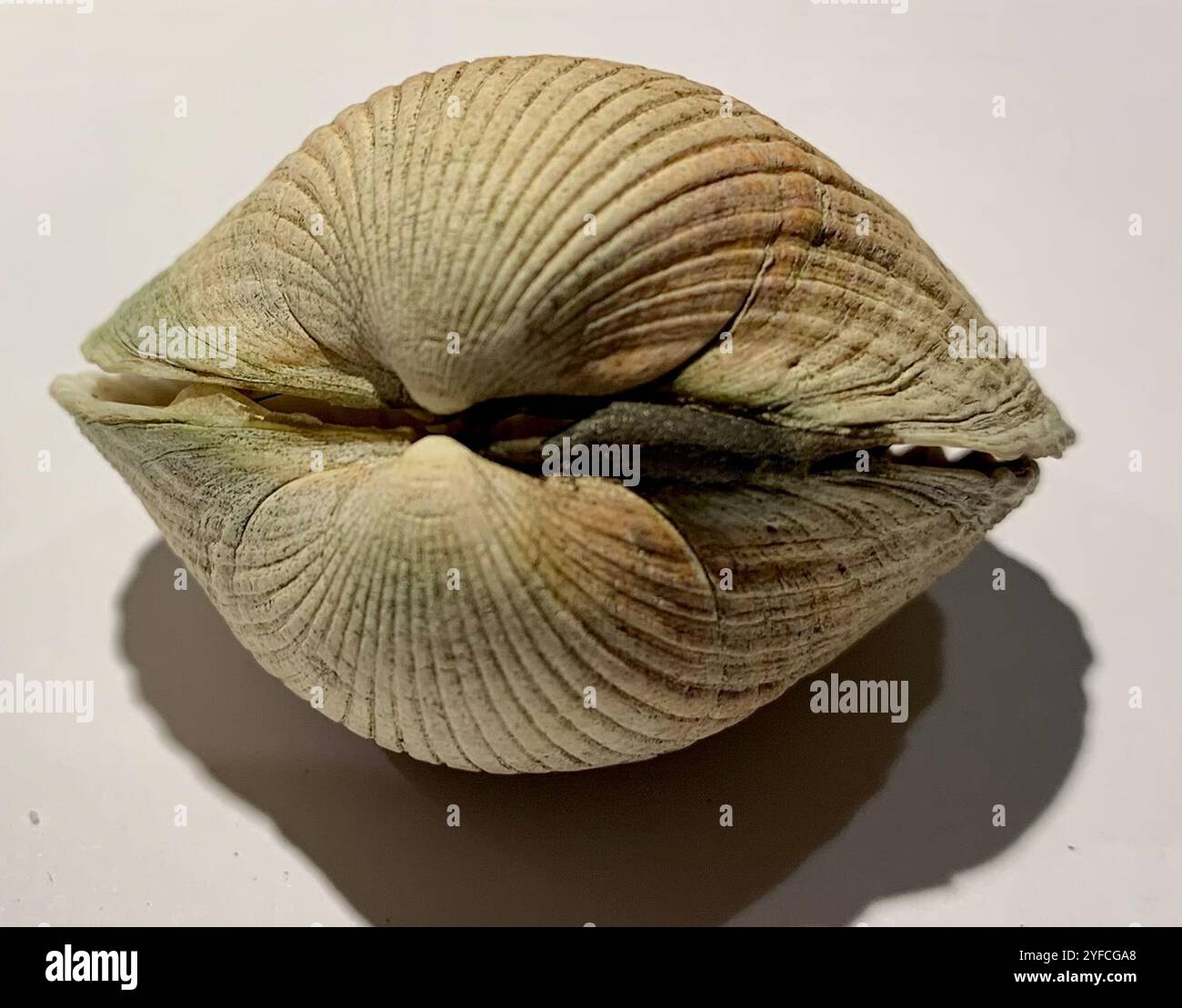 Common Cockle (Cerastoderma edule Stock Photo - Alamy