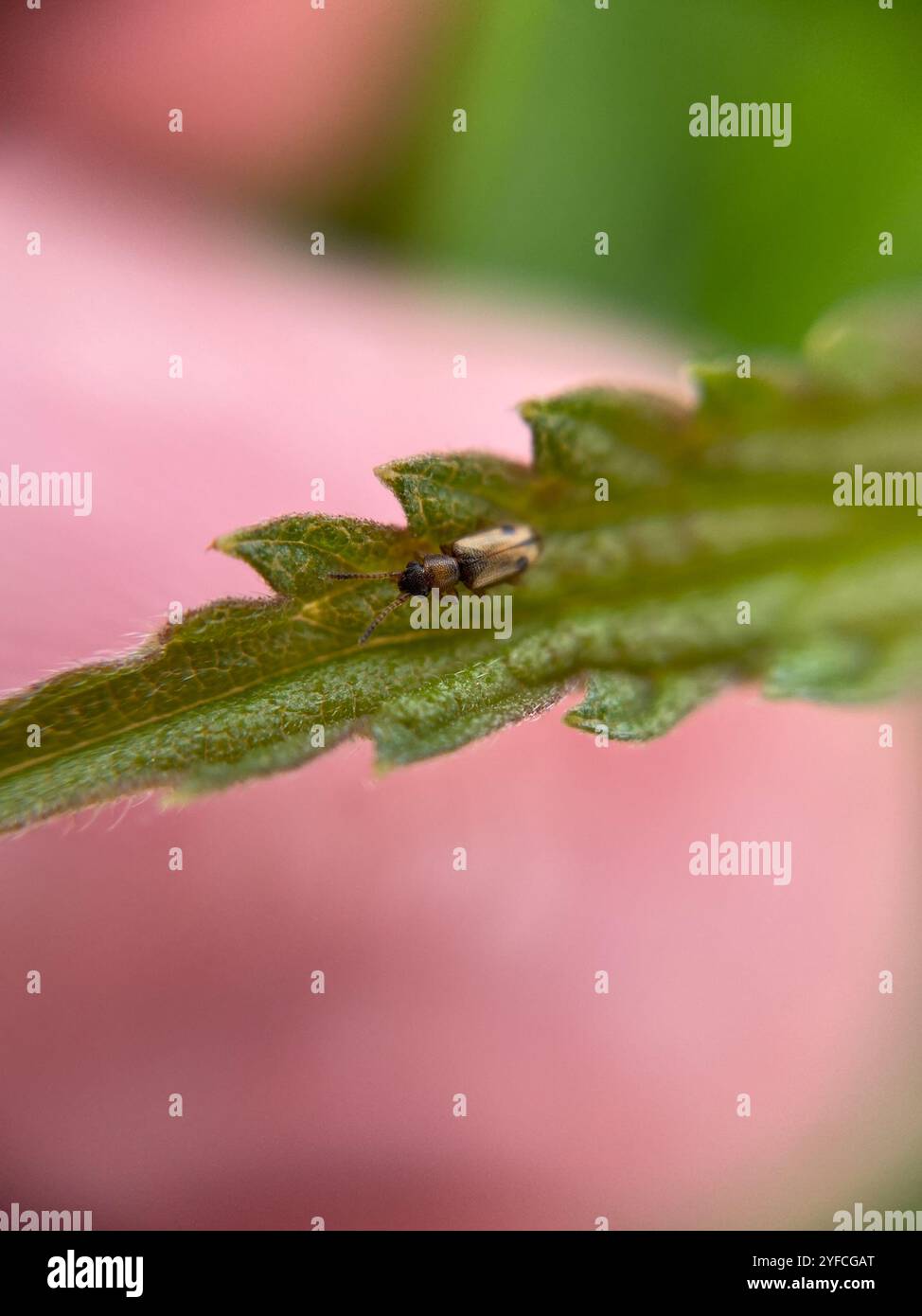 Psammoecus hi-res stock photography and images - Alamy