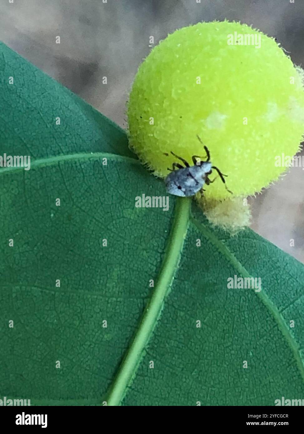 True Bugs, Hoppers, Aphids, and allies (Hemiptera Stock Photo - Alamy