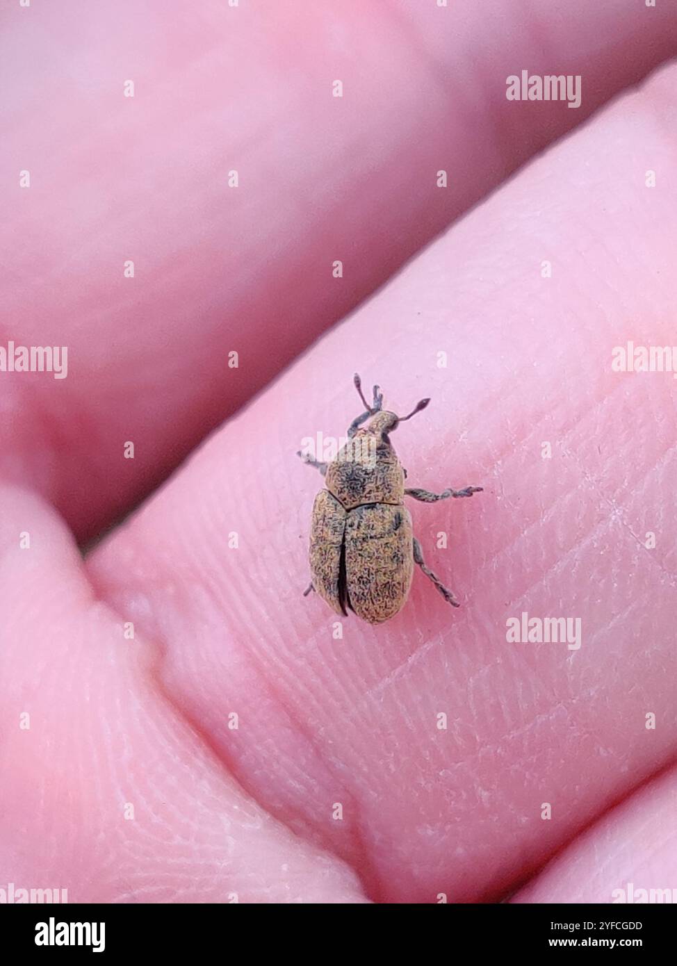 Lesser Knapweed Flower Weevil (Larinus minutus Stock Photo - Alamy