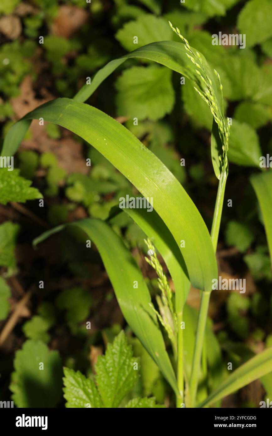 Wood Millet (Milium effusum Stock Photo - Alamy