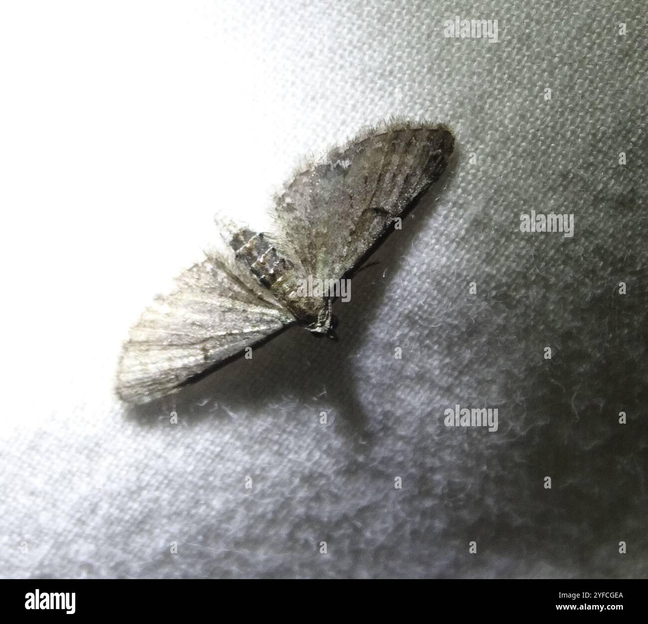 Common Eupithecia Moth (Eupithecia miserulata Stock Photo - Alamy