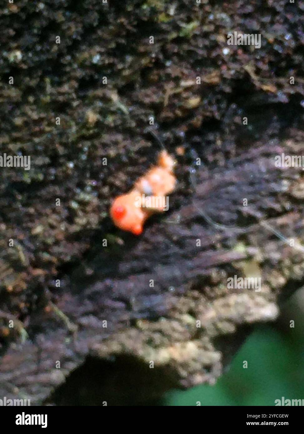 Wolf's Milk (Lycogala epidendrum Stock Photo - Alamy