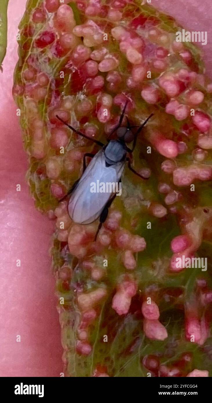 Dance Flies, Long-legged Flies, and Allies (Empidoidea Stock Photo - Alamy