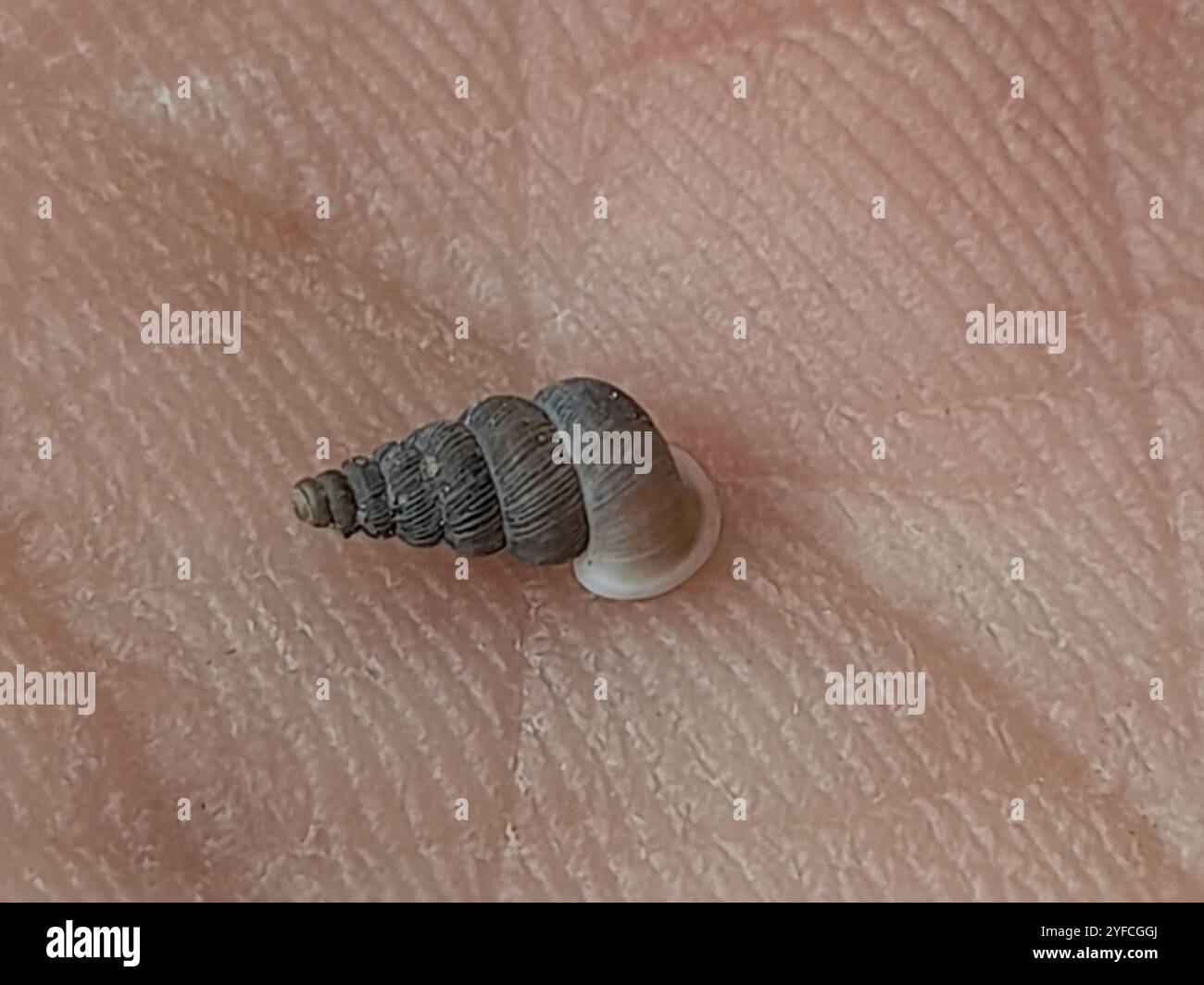 Cochlostoma hi-res stock photography and images - Alamy