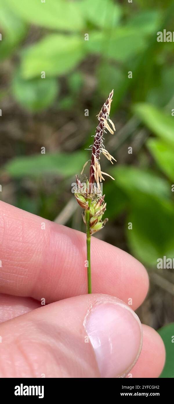 Pennsylvania sedge (Carex pensylvanica Stock Photo - Alamy