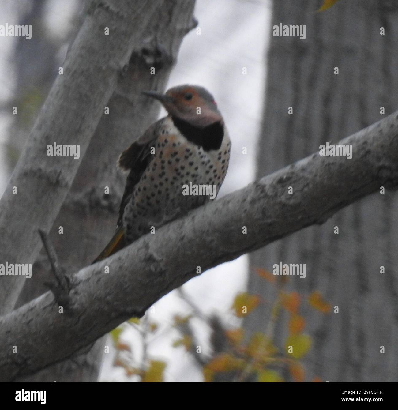 Northern Flicker (Colaptes auratus Stock Photo - Alamy